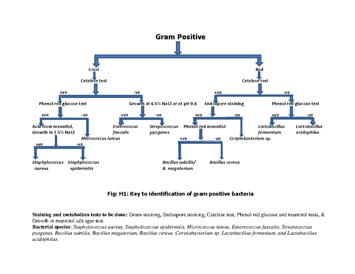 2104 H1(gram+ve) Dichotomous Key - Gram Positive Cocci Rod Catalase ...