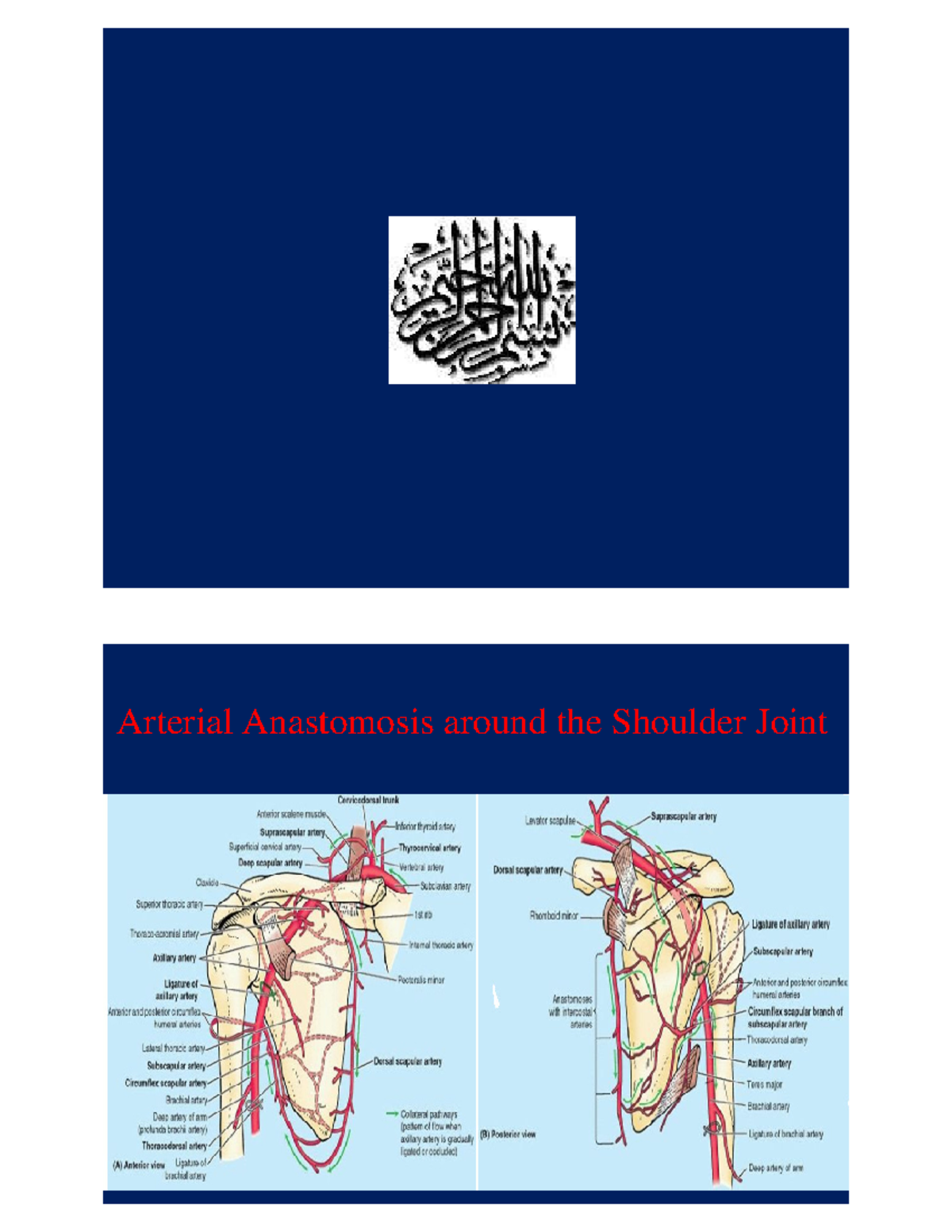 Arterial Arterial Anastomosis Anastomosis around the Shoulder Joint ...