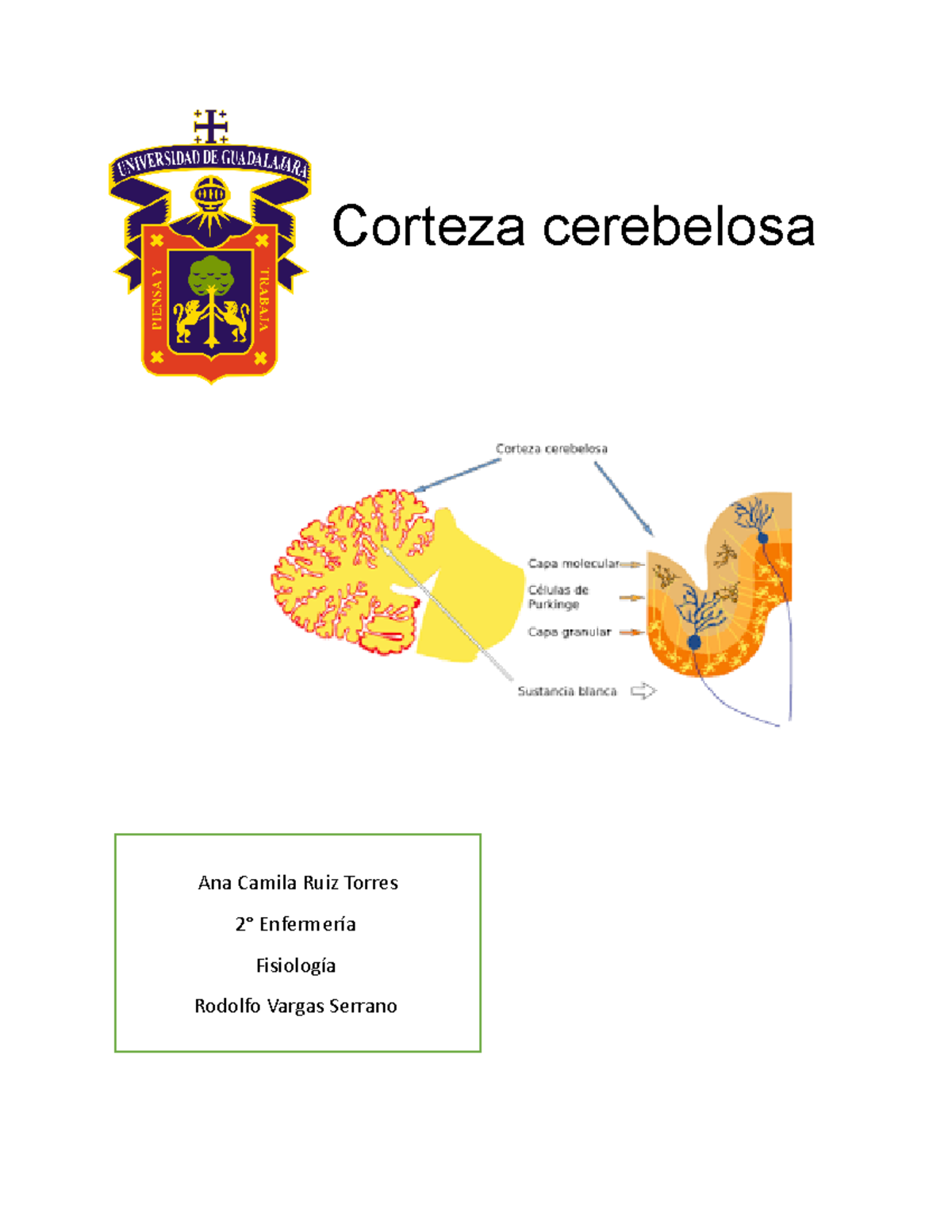 Corteza cerebelosa - practicas - Corteza cerebelosa Ana Camila Ruiz ...