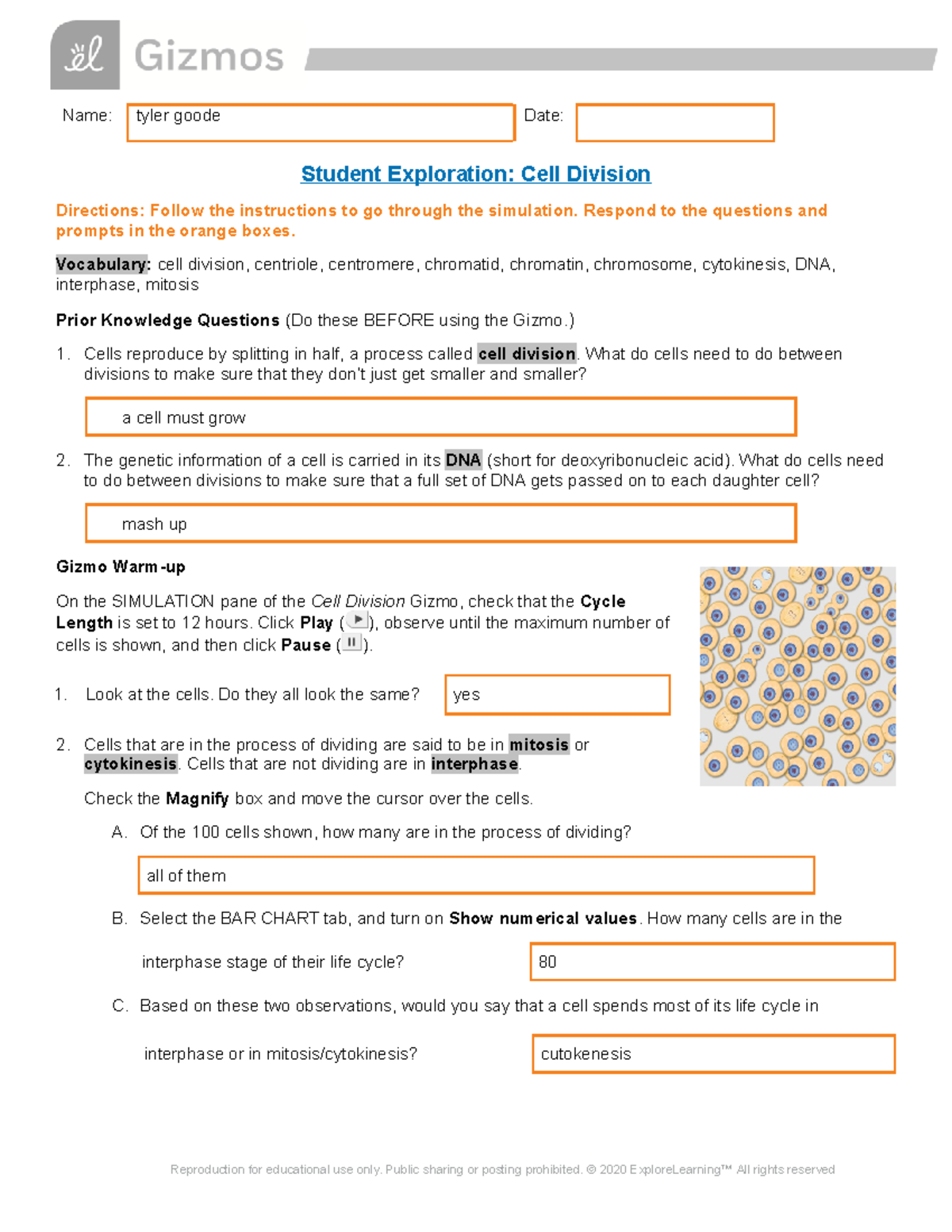 Copy of Cell Division SE - Name: tyler goode Date: Student Exploration ...