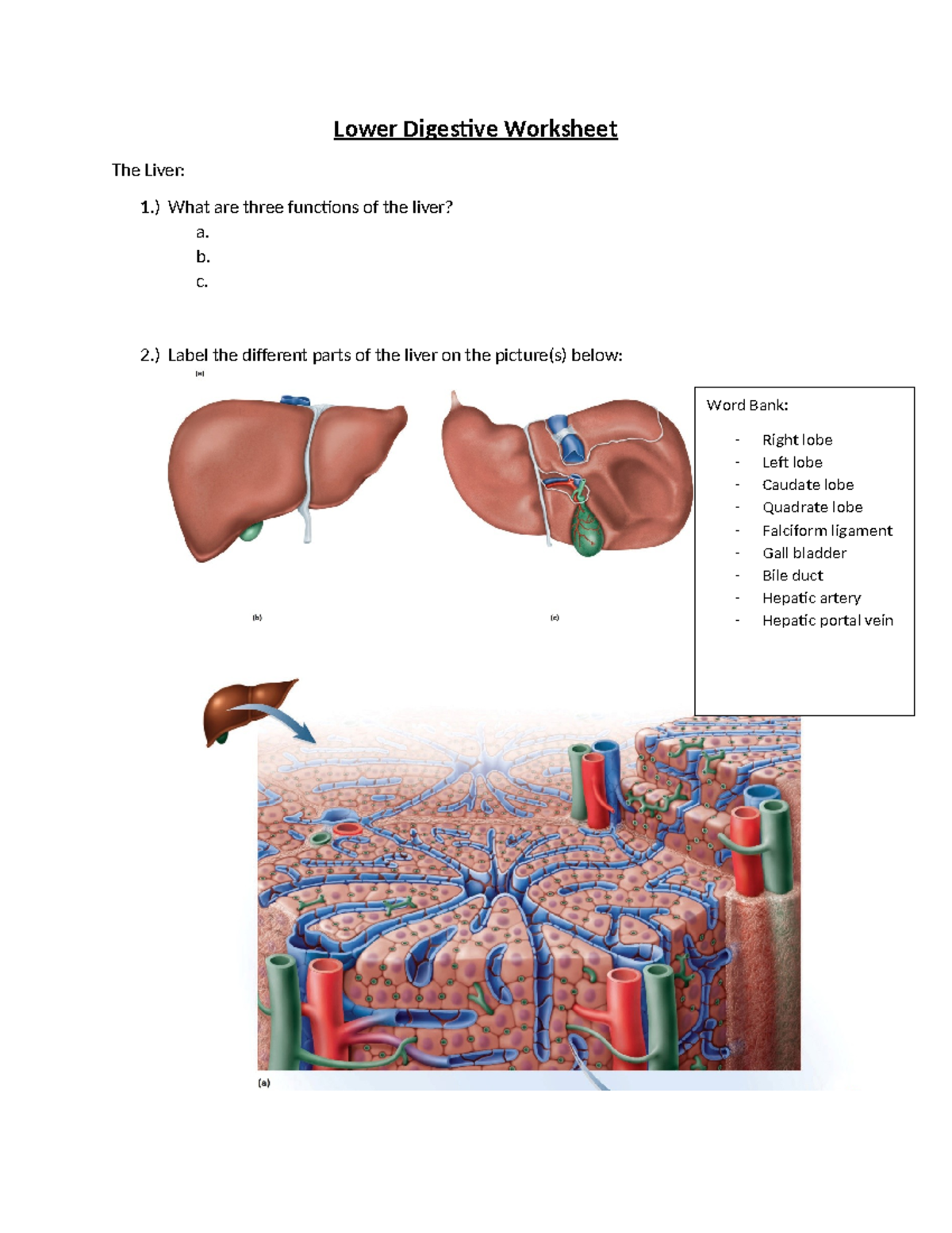 BIOS256+Lower+Digestive+Worksheet - Lower Digestive Worksheet The Liver ...