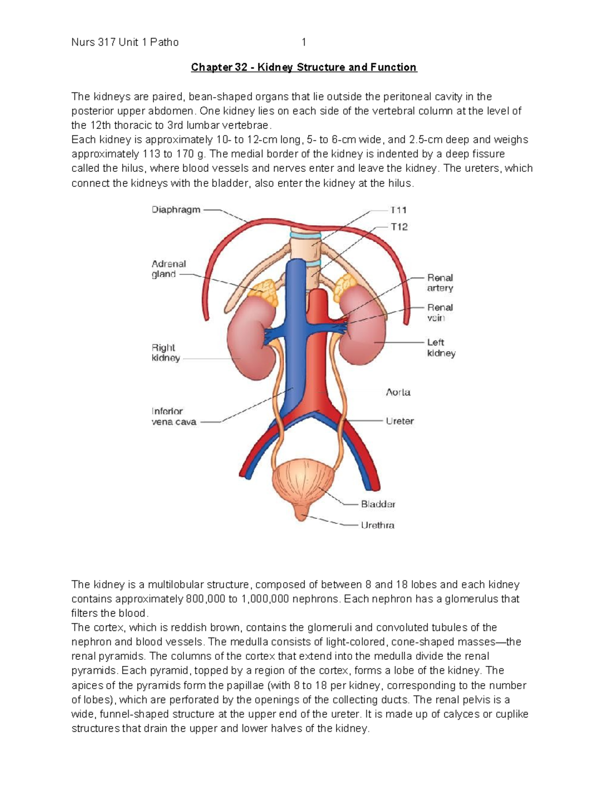 Nurs 317 Unit 1 Patho - Chapter 32 - Kidney Structure and Function The kidneys are paired, - Studocu