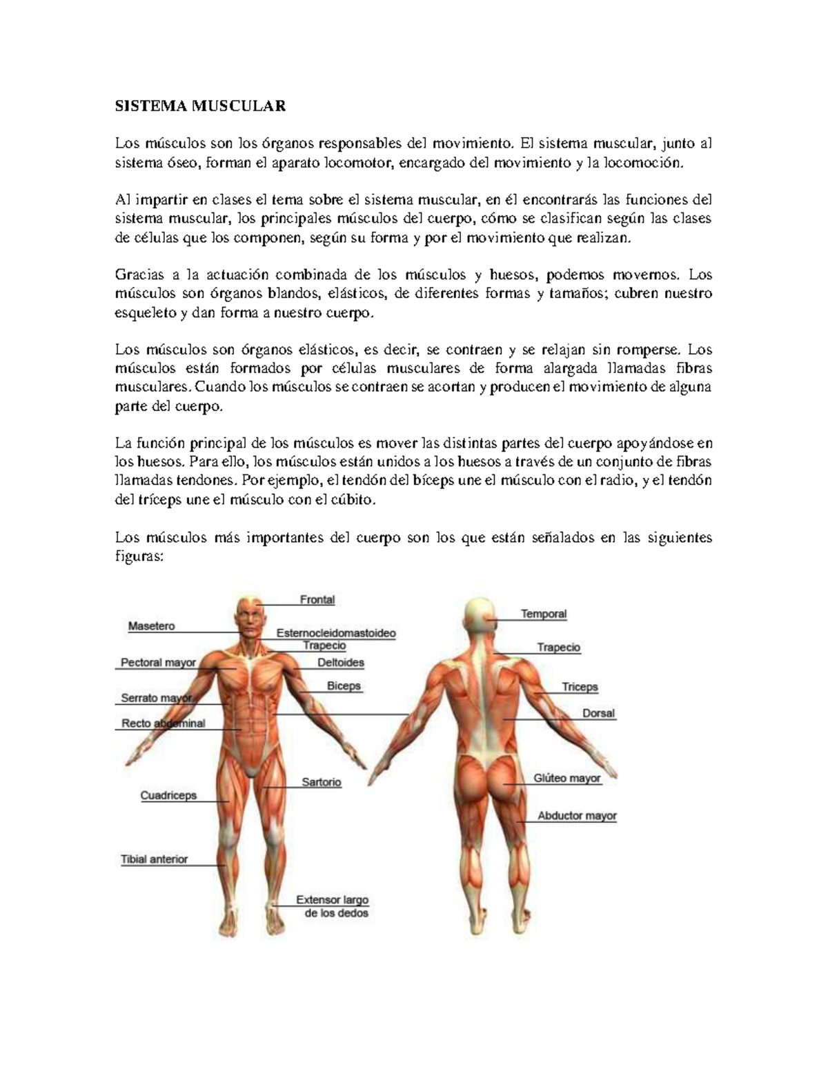 Sesion 8 - Biología de sexto grado - Warning: TT: undefined function: 32 SISTEMA MUSCULAR Los ...