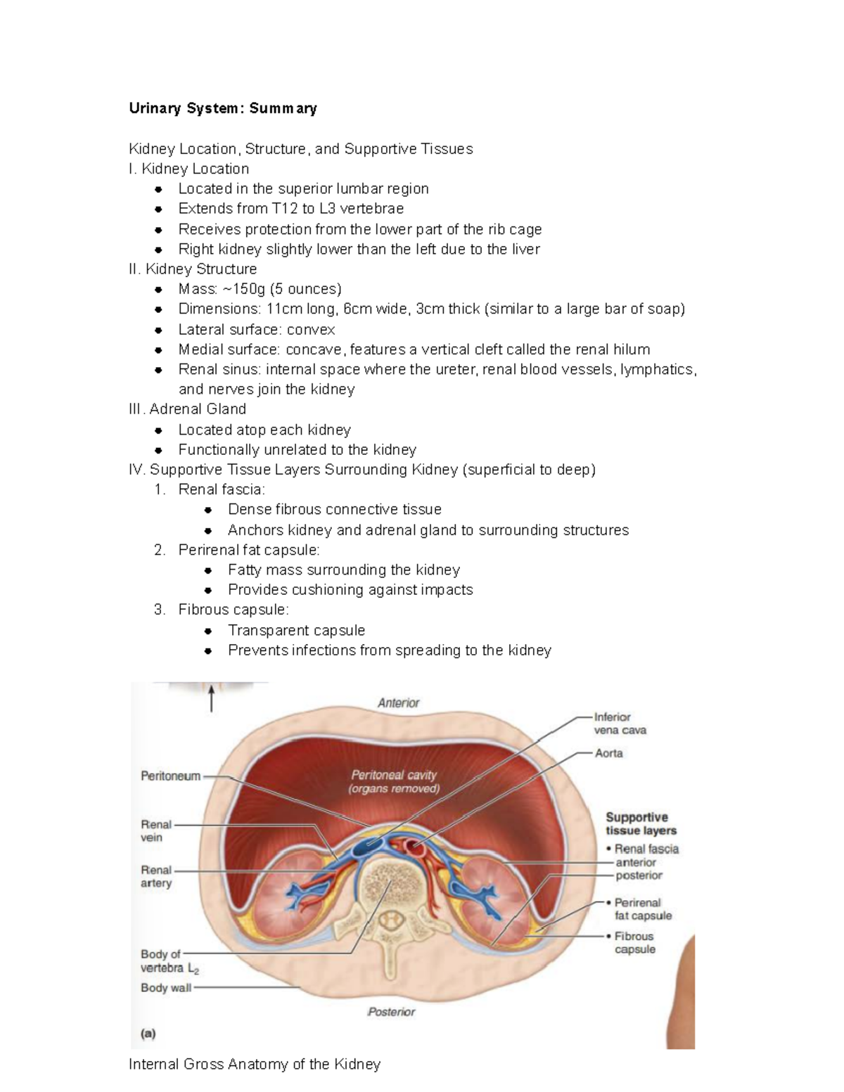 Urinary System Renal Notes - Urinary System: Summary Kidney Location ...