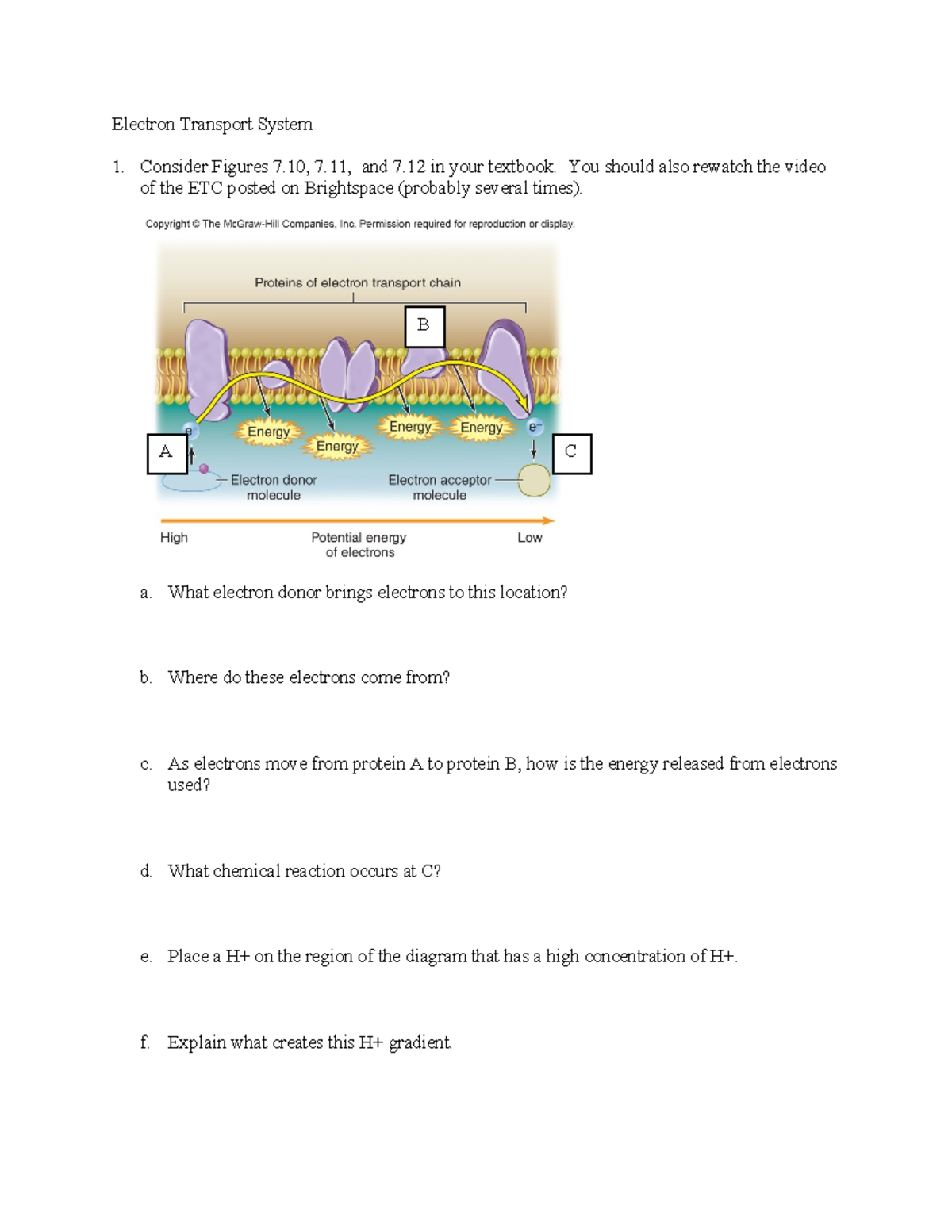 Worksheet for Study - Electron Transport System Consider Figures 7, 7 ...