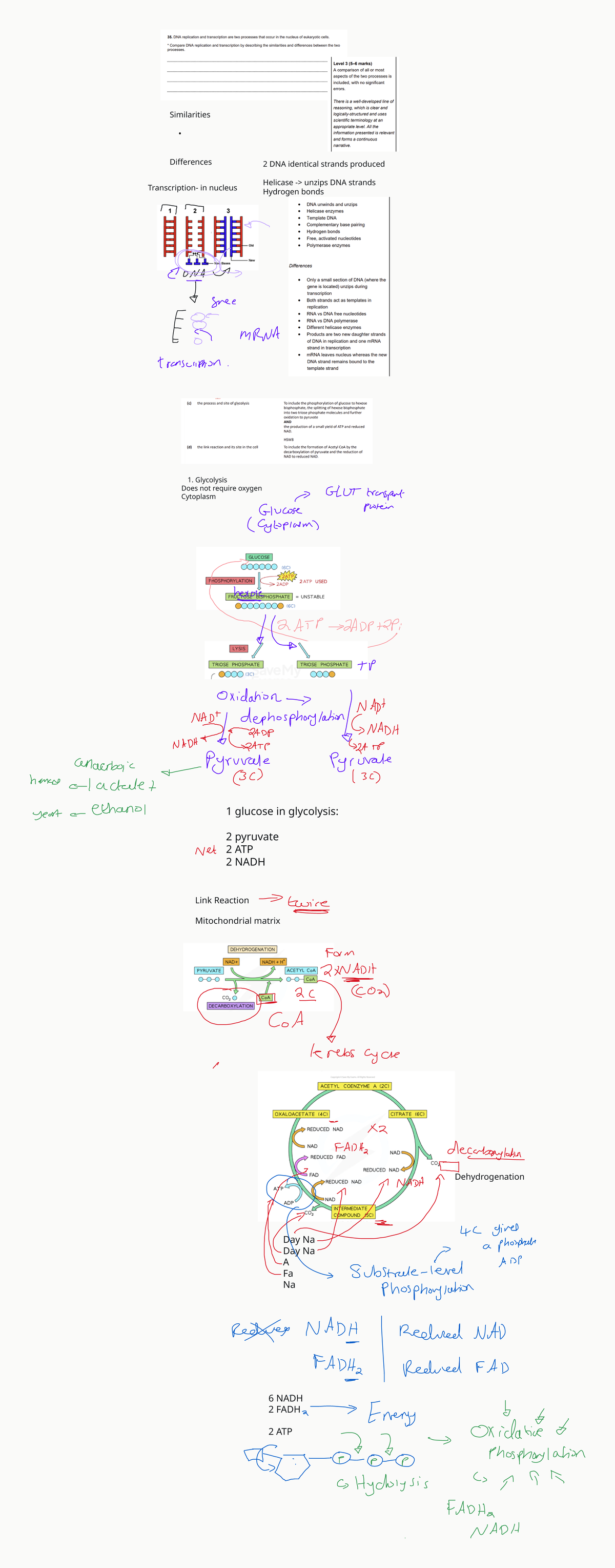 Respiration pDF - Similarities • Differences Transcription- in nucleus ...