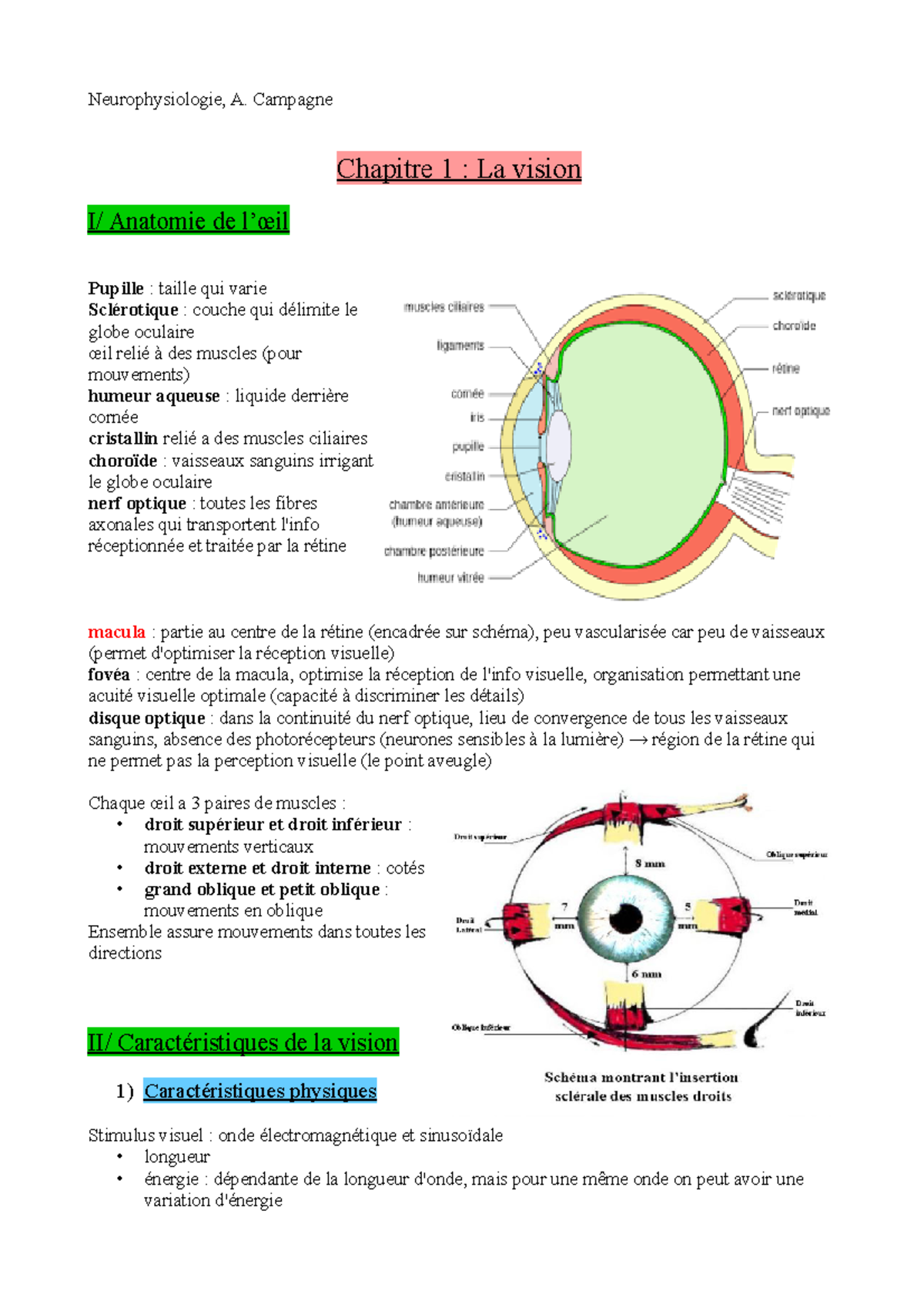 Neurophysiologie - Campagne Chapitre 1 : La vision I/ Anatomie de l’œil ...