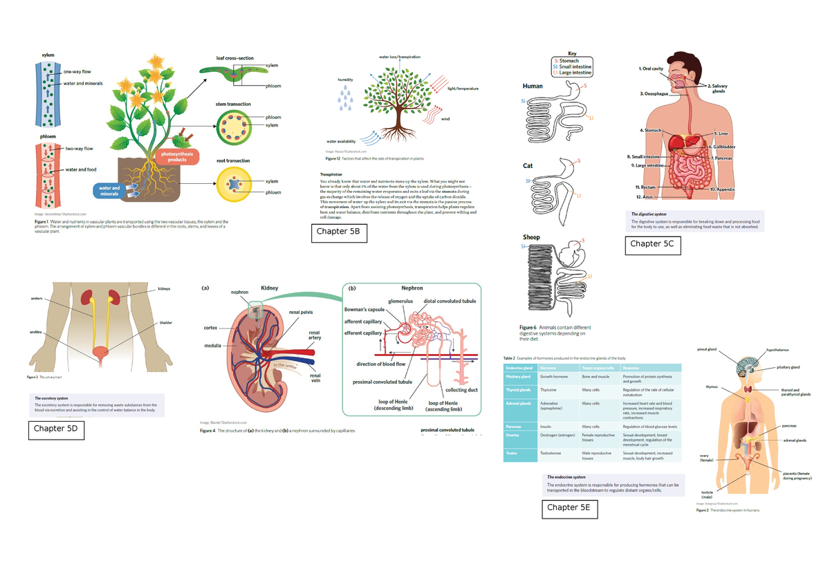 Chapter 5 visual summary WIP - Chapter 5B Chapter 5C Chapter 5D Chapter ...