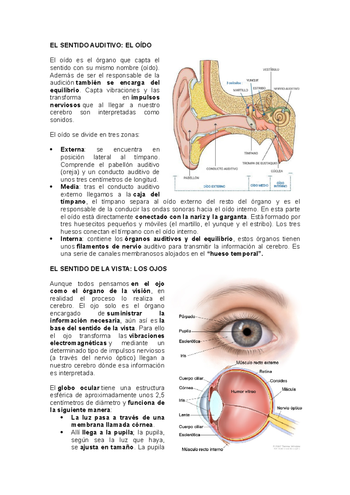 EL Sentido Auditivo - ddfsbdfhdfhfdhfjfj sdgdhdhhd - EL SENTIDO ...