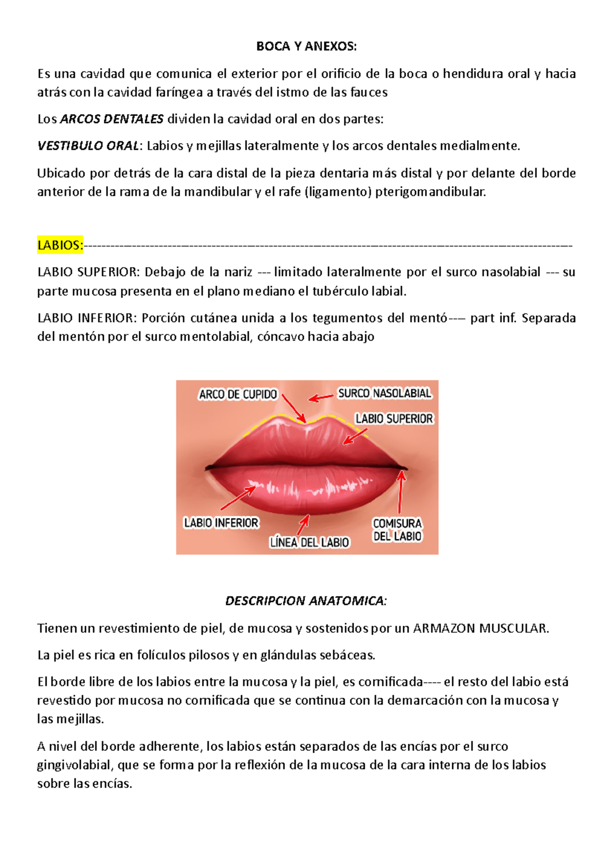 Apuntes de anato 2 - BOCA Y ANEXOS: Es una cavidad que comunica el ...