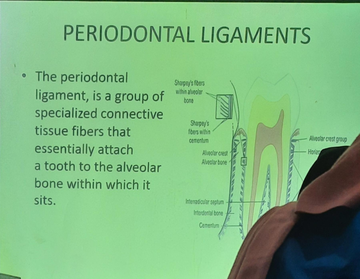 Normal periodontium - Ppt for dental students. - PERIODONTAL LIGAMENTS ...
