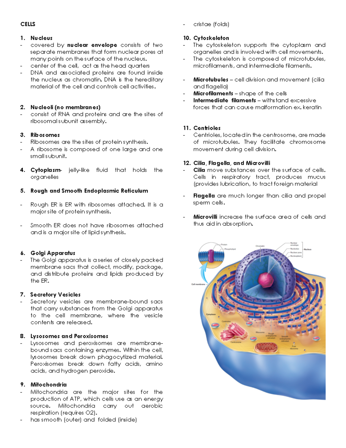 Cells - nijj - CELLS 1. Nucleus covered by nuclear envelope consists of ...