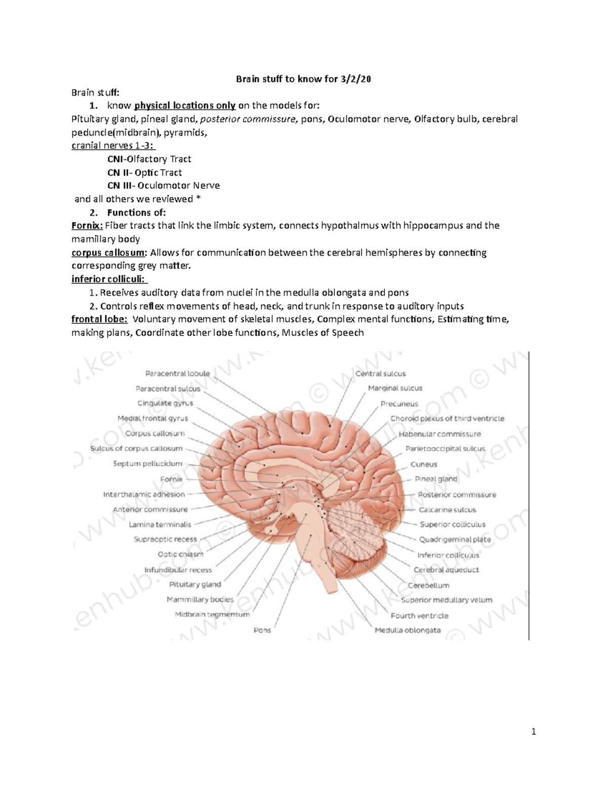 Brain quiz 3-9-20 - Brain stuff to know for 3/2/ Brain stuff: know ...