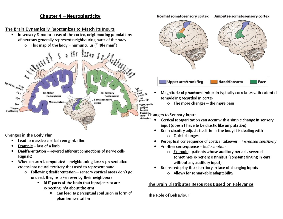 Ch. 4 – Neuroplasticity - Chapter 4 Neuroplasticity The Brain ...