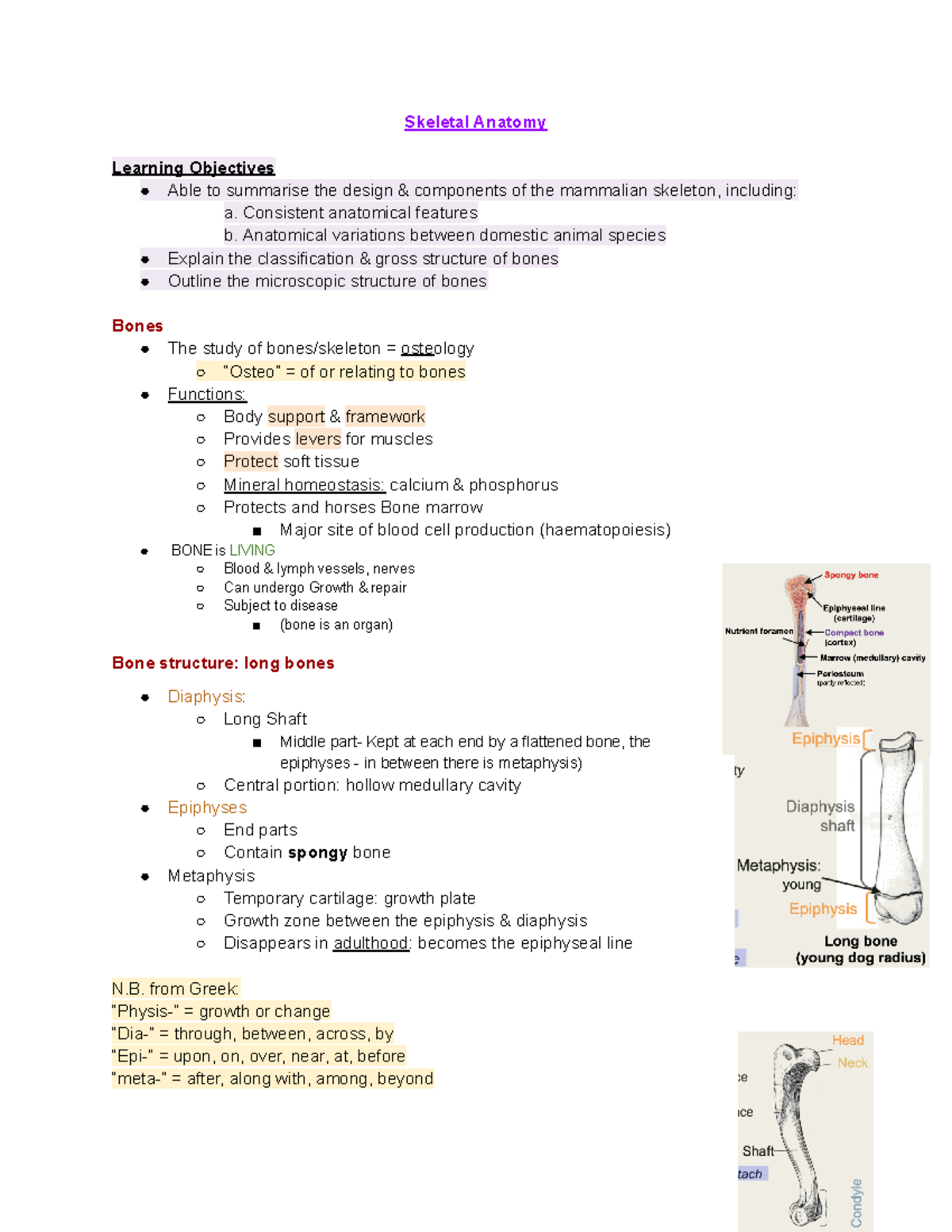Skeletal anatomy notes - Skeletal Anatomy Learning Objectives Able to ...