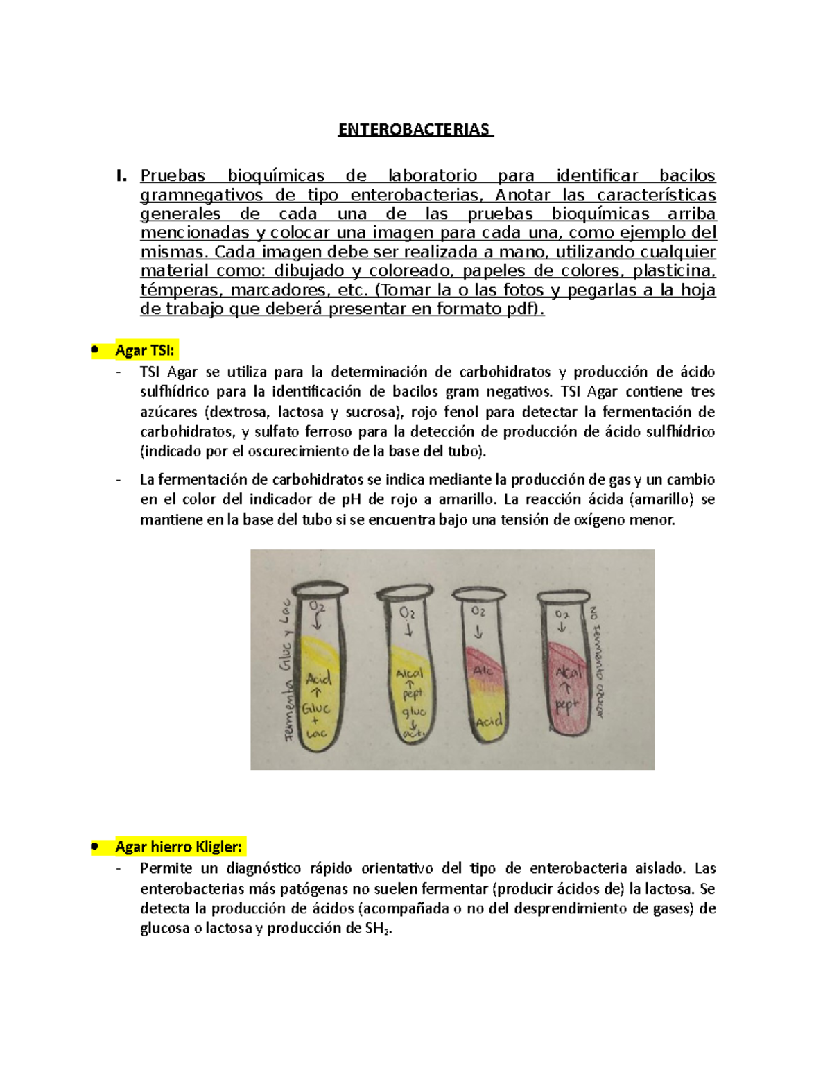 Enterobacterias pruebas de diagnostico - ENTEROBACTERIAS I. Pruebas bioquímicas de laboratorio ...