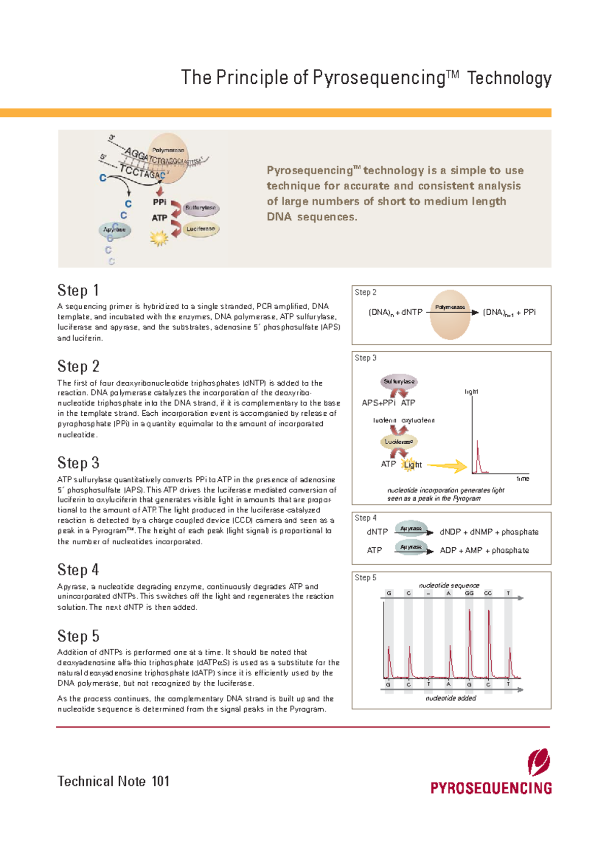 Pyrosequencingtechnology - The Principle of Pyrosequencing TM Technology Technical Note 101 ...