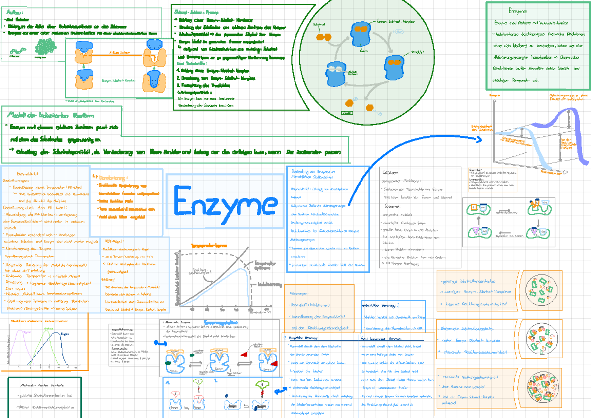 -Biologie Projekt - Aufbau : Slüssd - Schloss - Prinzip Enzyme sind ...