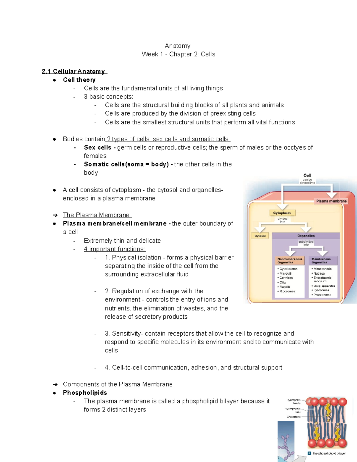 Anatomy week 1 Ch.2-cells - Anatomy Week 1 - Chapter 2: Cells 2 ...