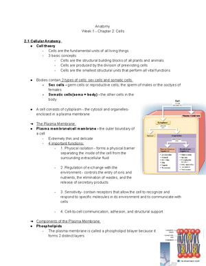 Anatomy Week 4 Pre-lab & lab Lectures - Anatomy Week 4 - Pre-lab & lab Lectures Pre-lab - Studocu
