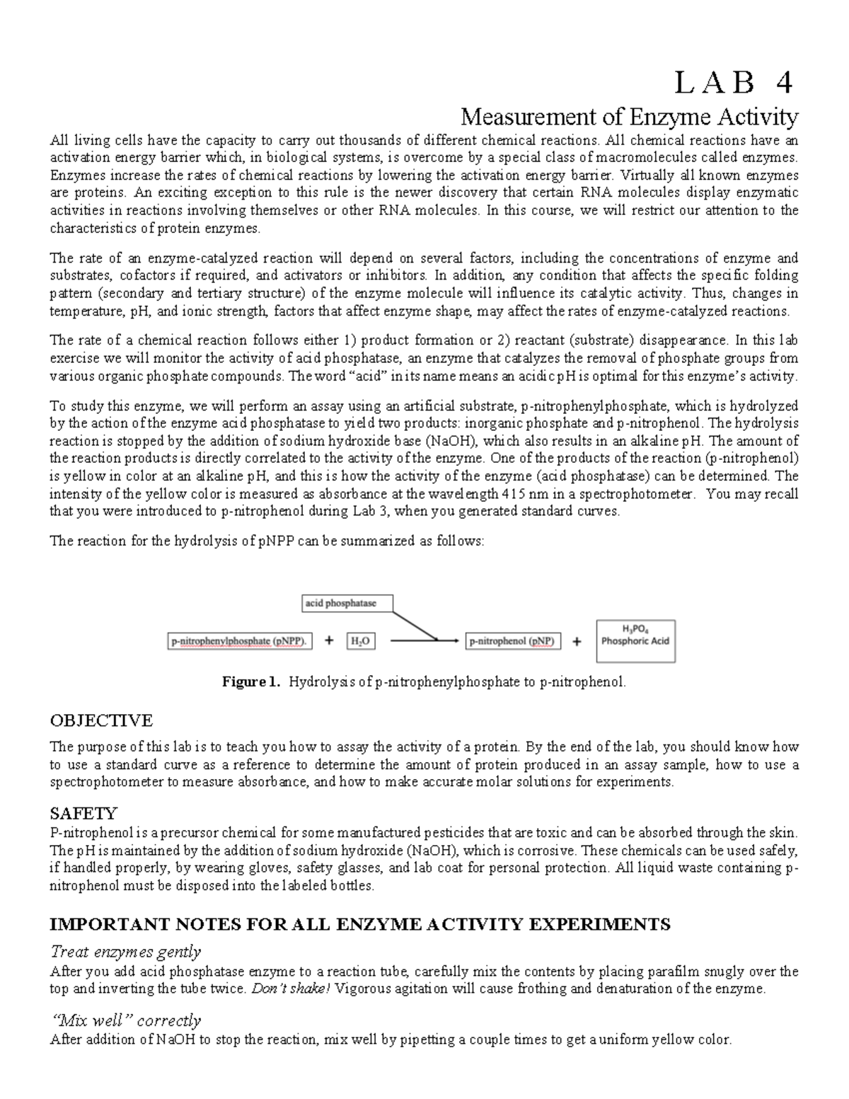 Lab 4 Enzyme Activity - BIOL203L - L A B 4 Measurement of Enzyme ...