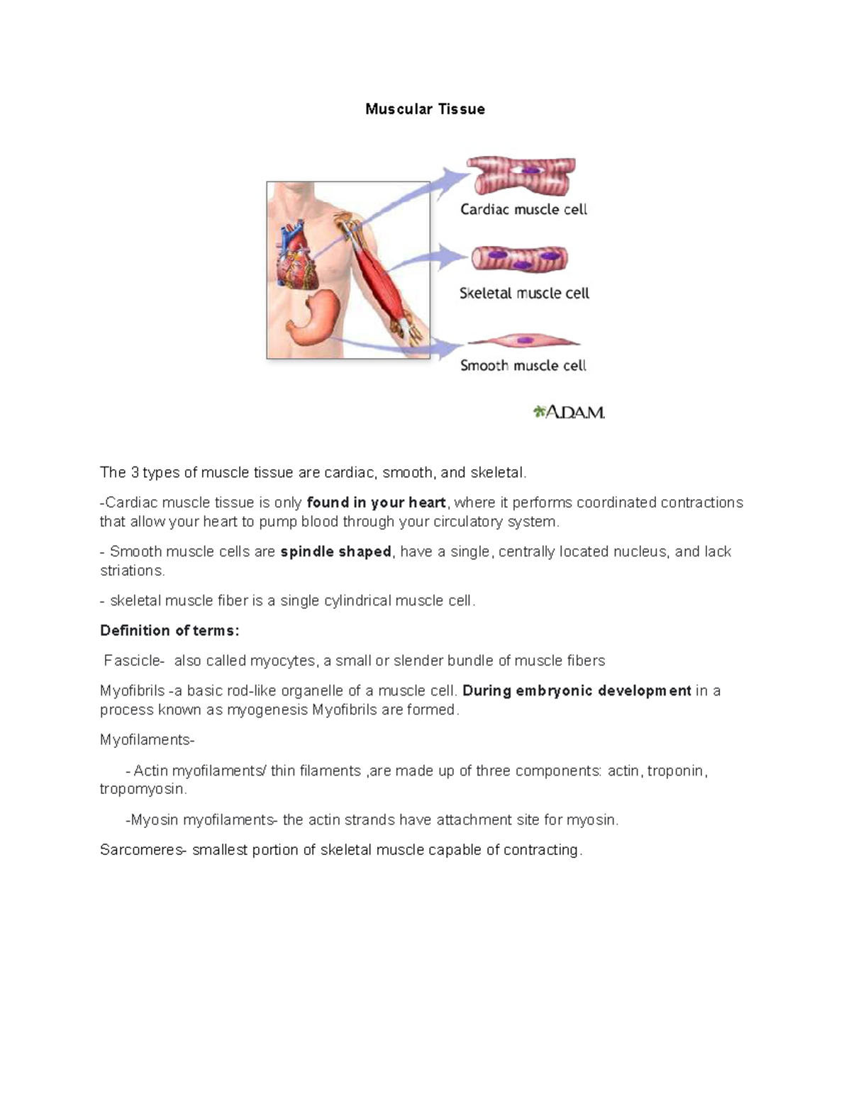 Muscular Tissue - Lecture notes 1 - Muscular Tissue The 3 types of ...