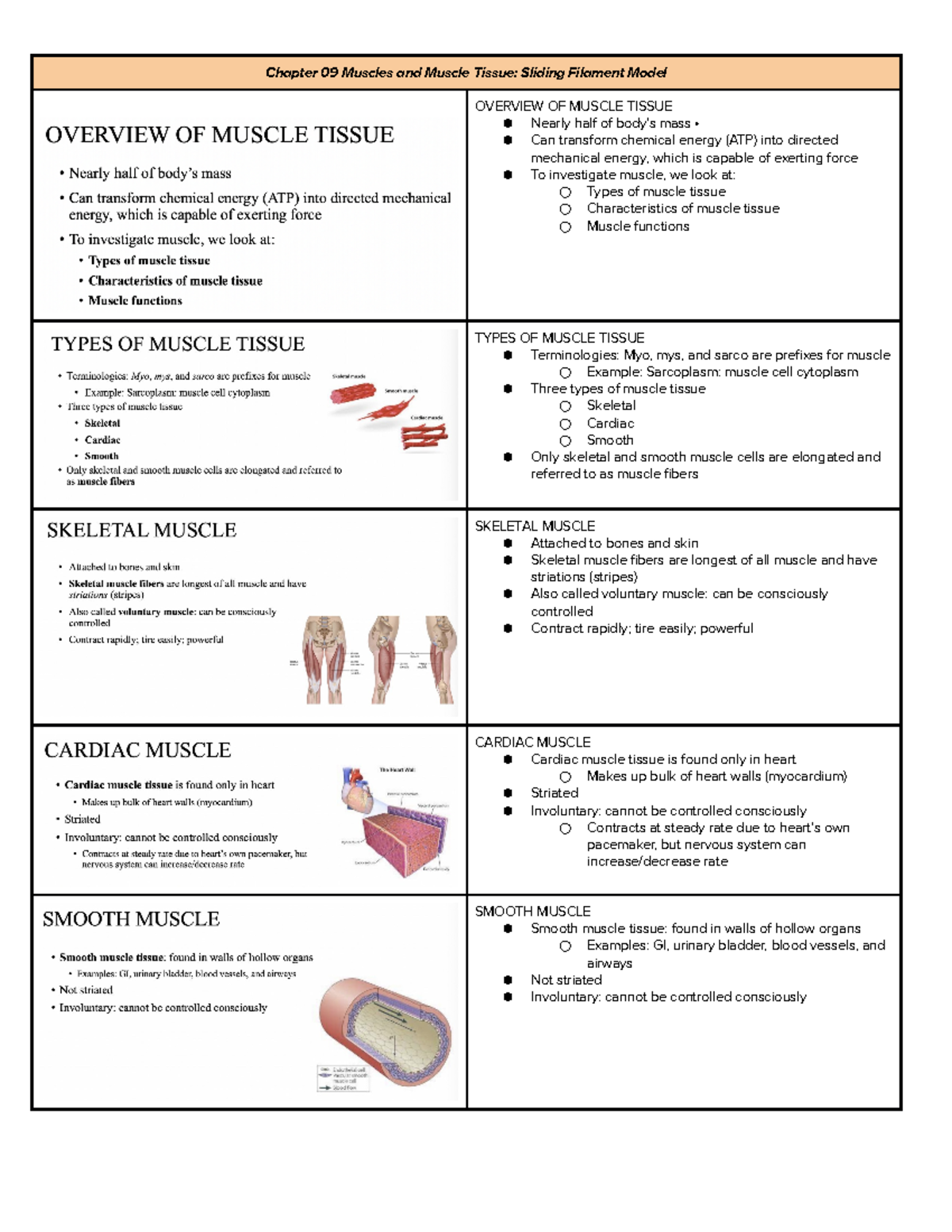 9 chapter anat human - Chapter 09 Muscles and Muscle Tissue: Sliding ...