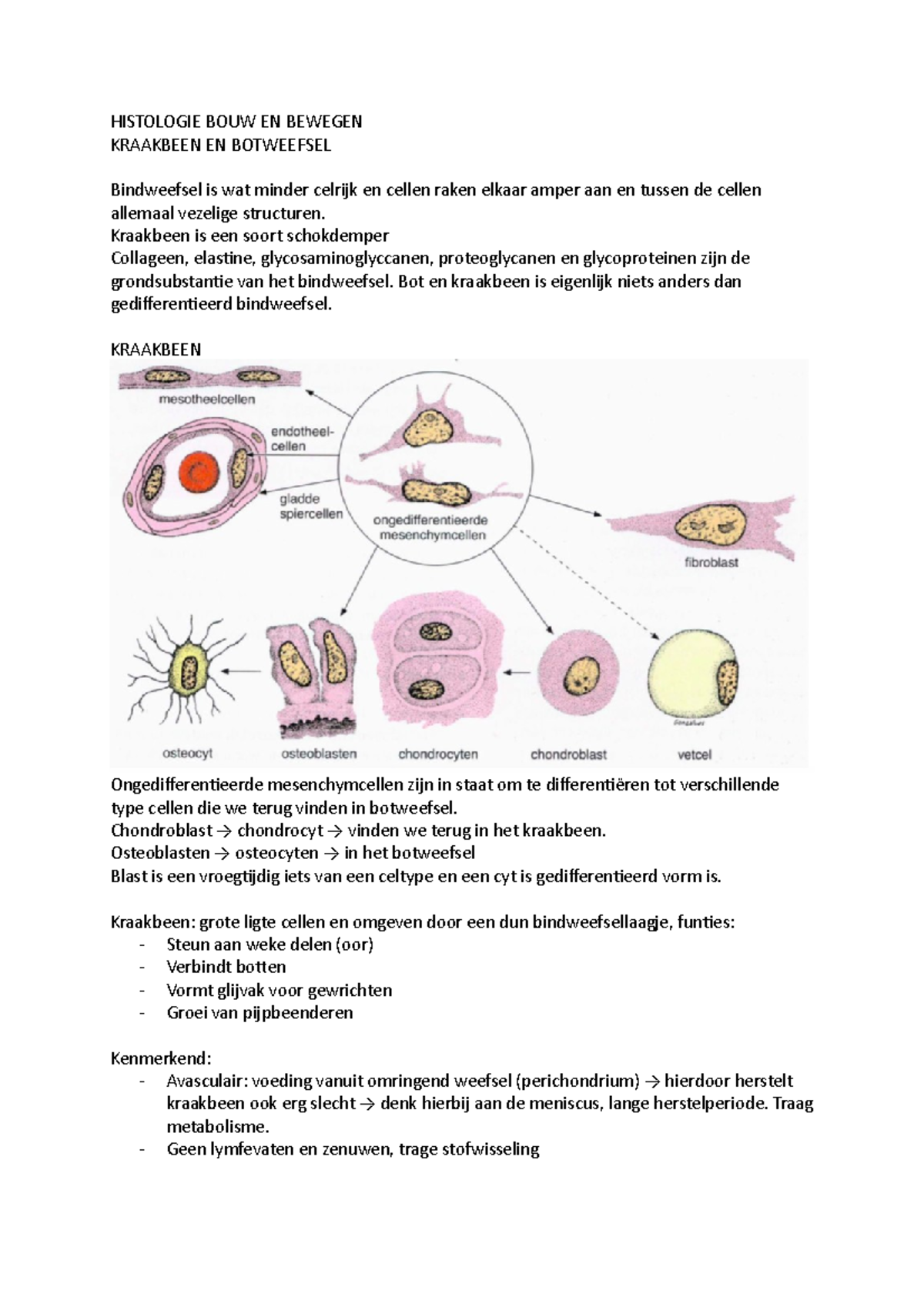 Histologie BOUW EN Bewegen - HISTOLOGIE BOUW EN BEWEGEN KRAAKBEEN EN ...