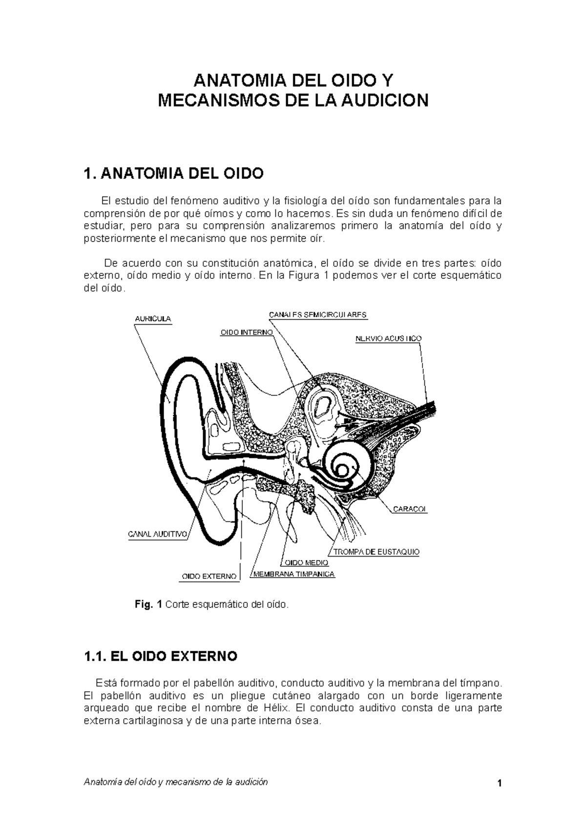 Anatomia DEL OIDO Y - Desarrollo de conceptos de acústica útiles para ...