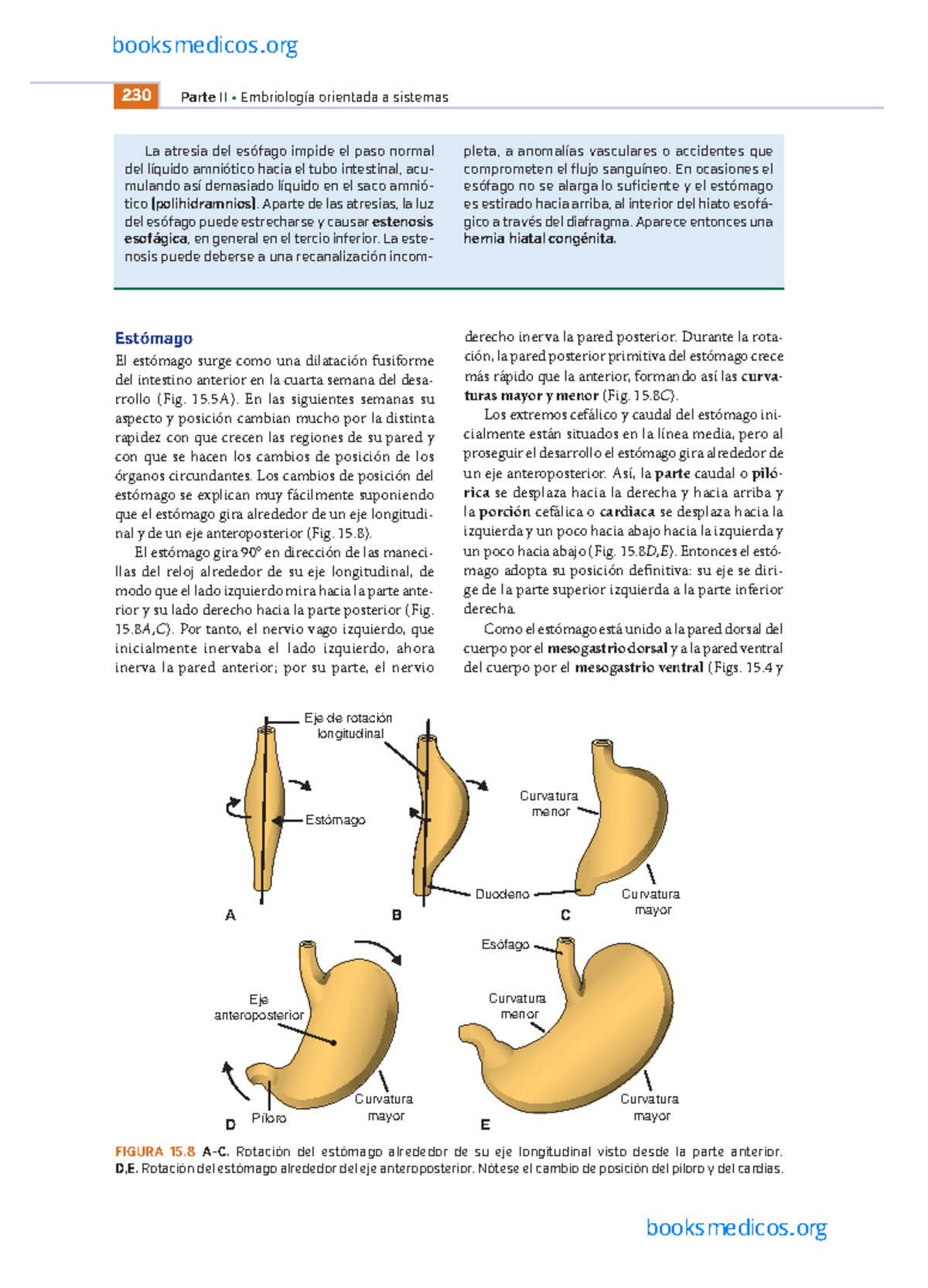 Embrio Libro S14 (Langman) - 230 Parte II • Embriología orientada a ...