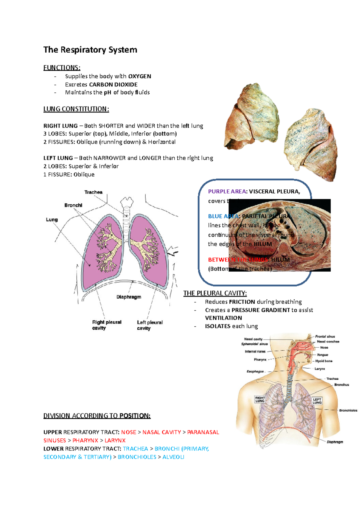 The Respiratory System - The Respiratory System FUNCTIONS: - Supplies ...
