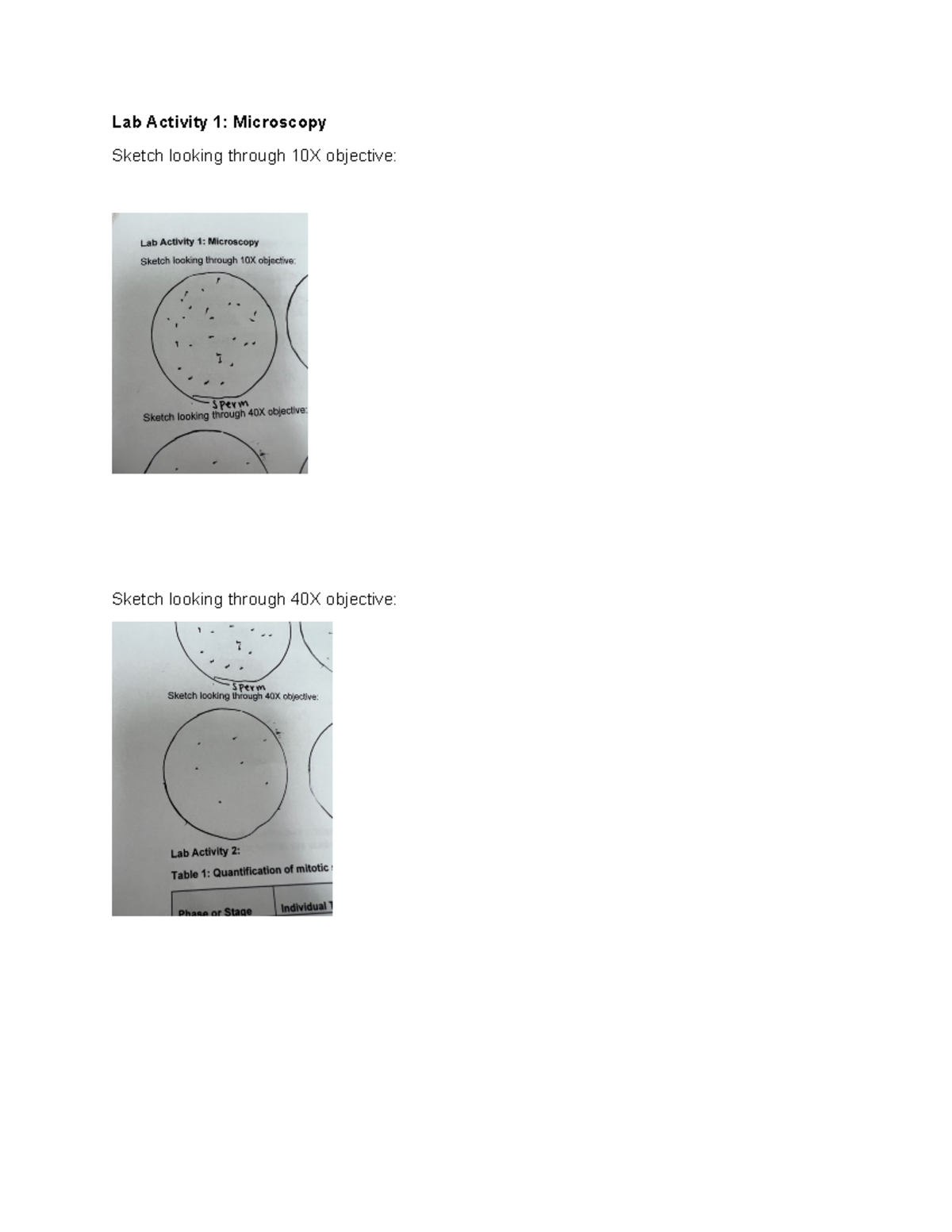 Lab 8 Cell division - Lab Activity 1: Microscopy Sketch looking through ...