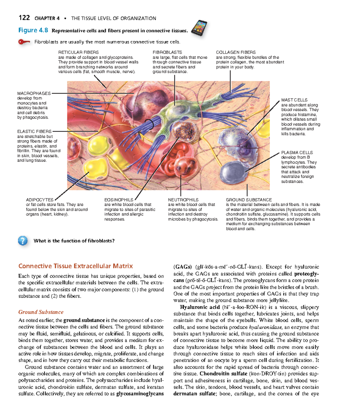 Anatomyand Physiology-52 - 122 CHAPTER 4 • THE TISSUE LEVEL OF ...