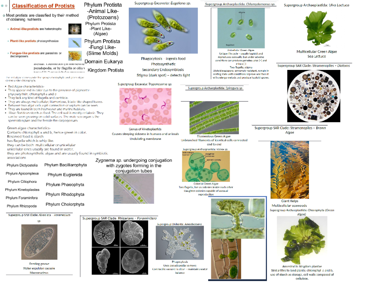2 Protista study guide - BSC1011L - Studocu