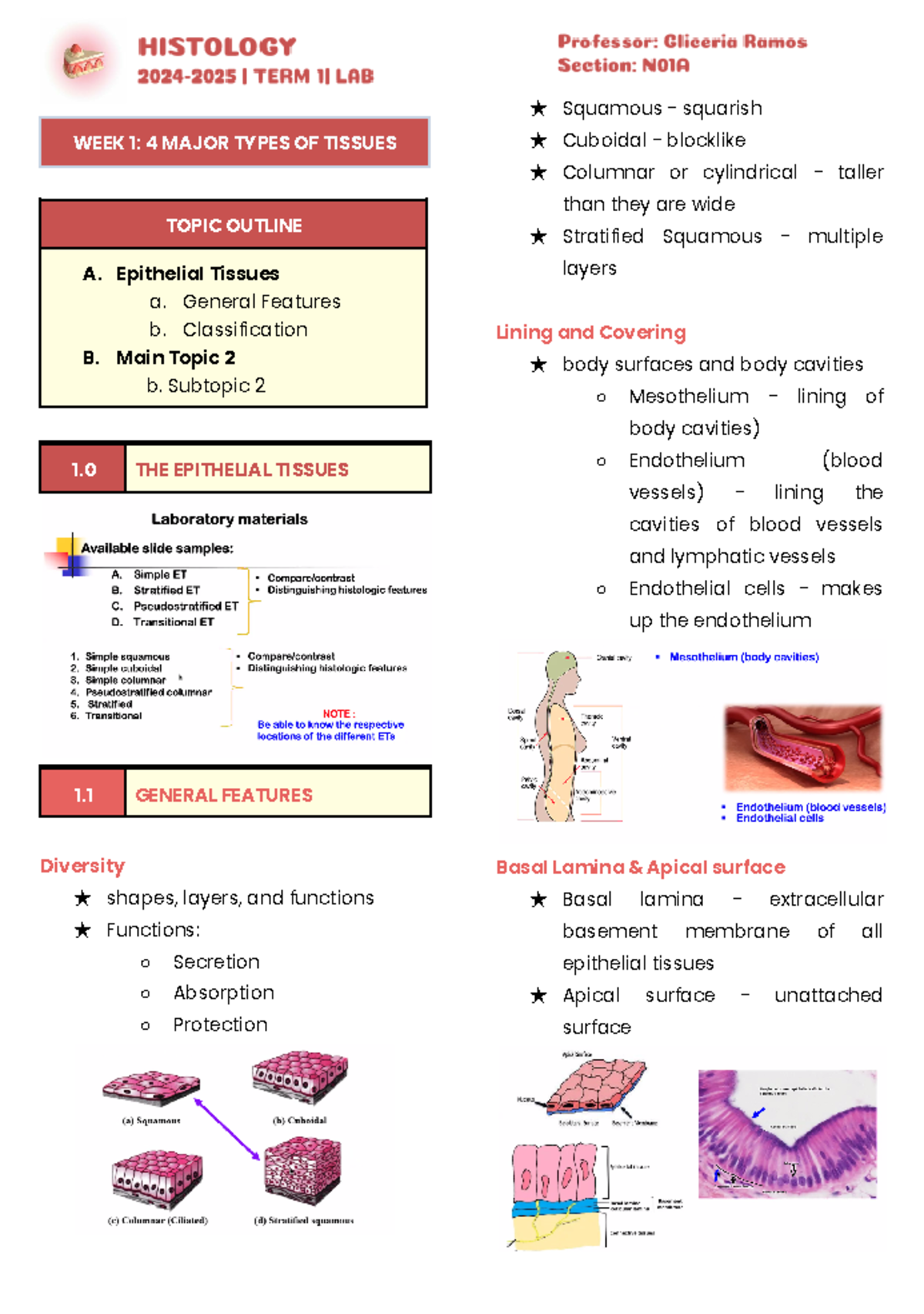 Types of Tissues - WEEK 1: 4 MAJOR TYPES OF TISSUES TOPIC OUTLINE A. Epithelial Tissues a ...