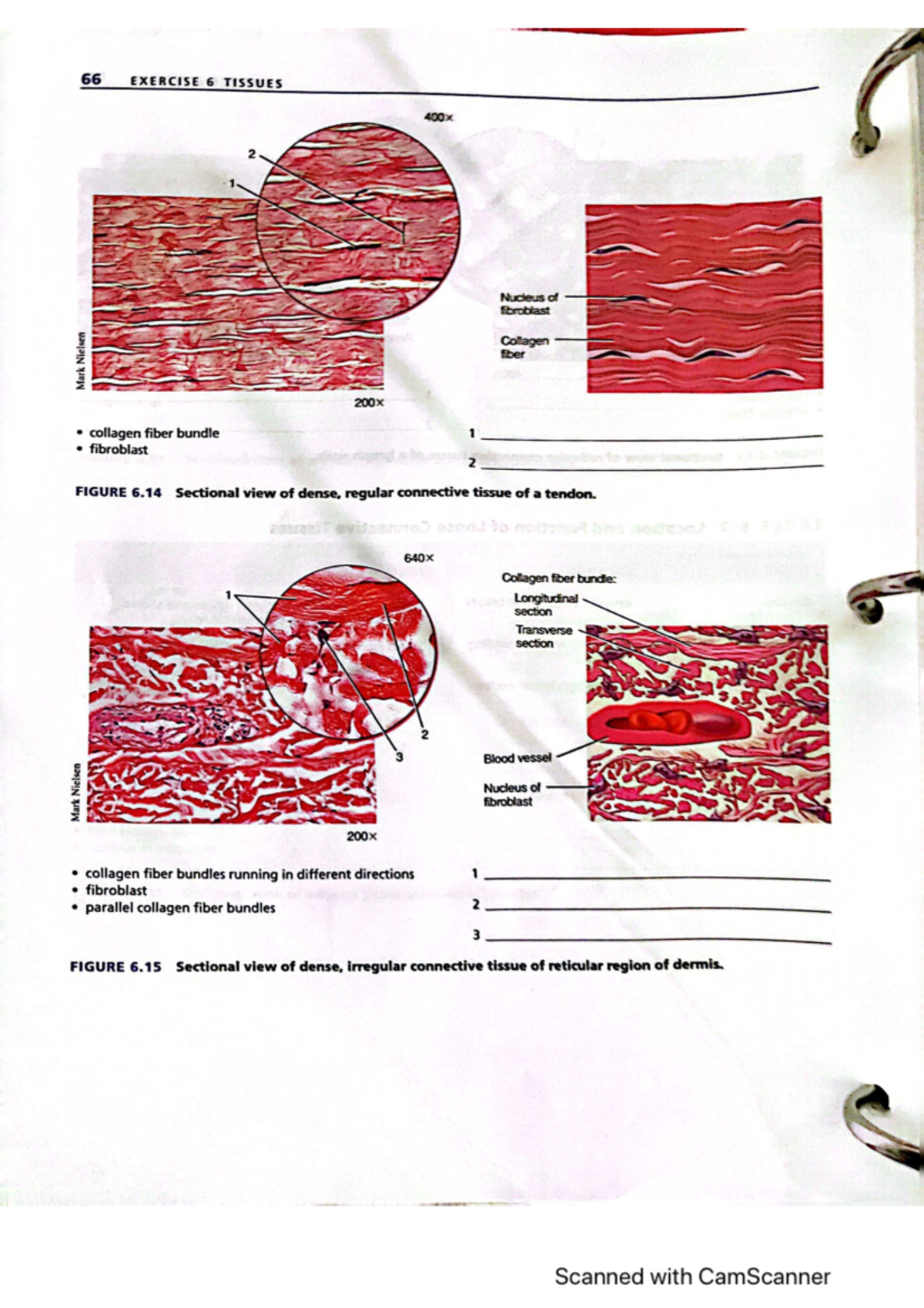 Biol Tissues Second Part - 66 EXERCISE 6 TISSUES 1 2 FIGURE 6 Sectional ...