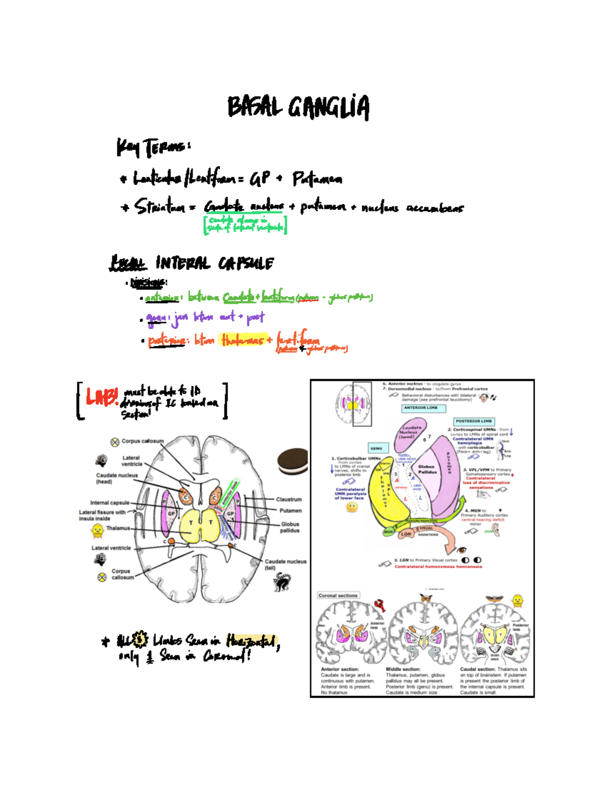 25-26. SG+Practice Q's - BASALGANGLIA ####### keyTerms Lenticular ...