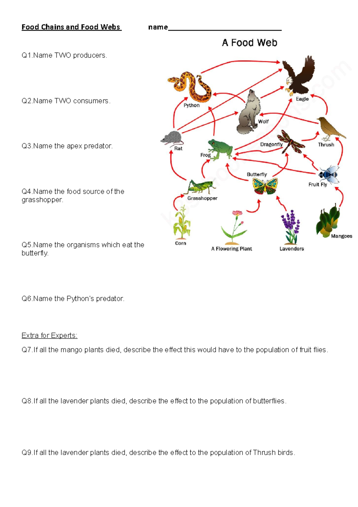 Food Chains and Food Webs - Q2 TWO consumers. Q3 the apex predator. Q4 ...