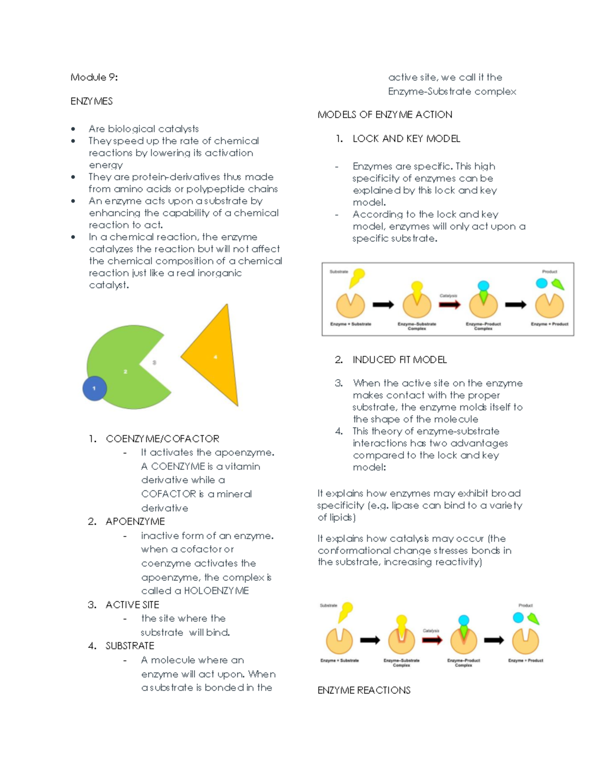 Module 9 - CELLULAR RESPIRATION - Module 9: ENZYMES Are biological catalysts They speed up the ...