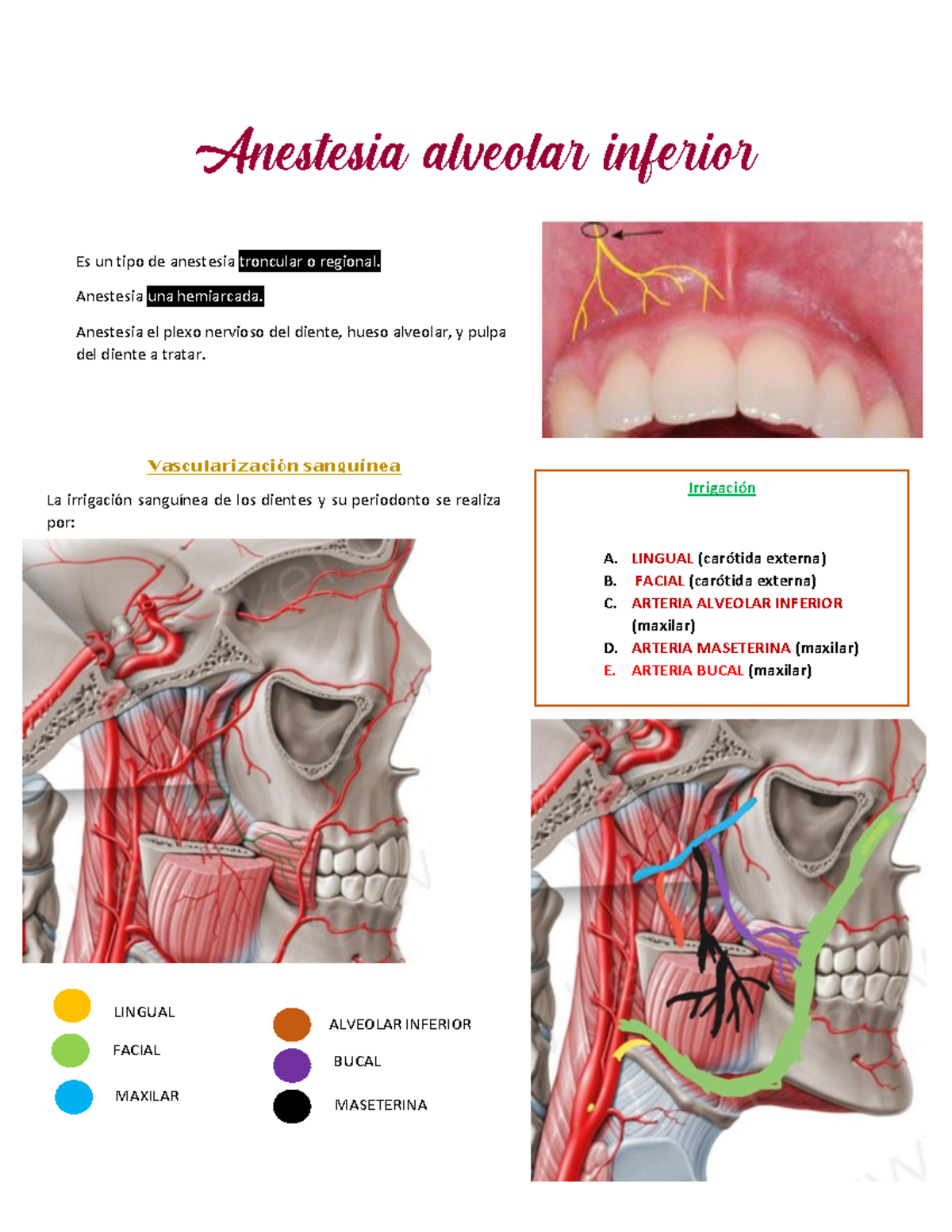 Anestesia Alveolar Inferior - Es un tipo de anestesia troncular o ...