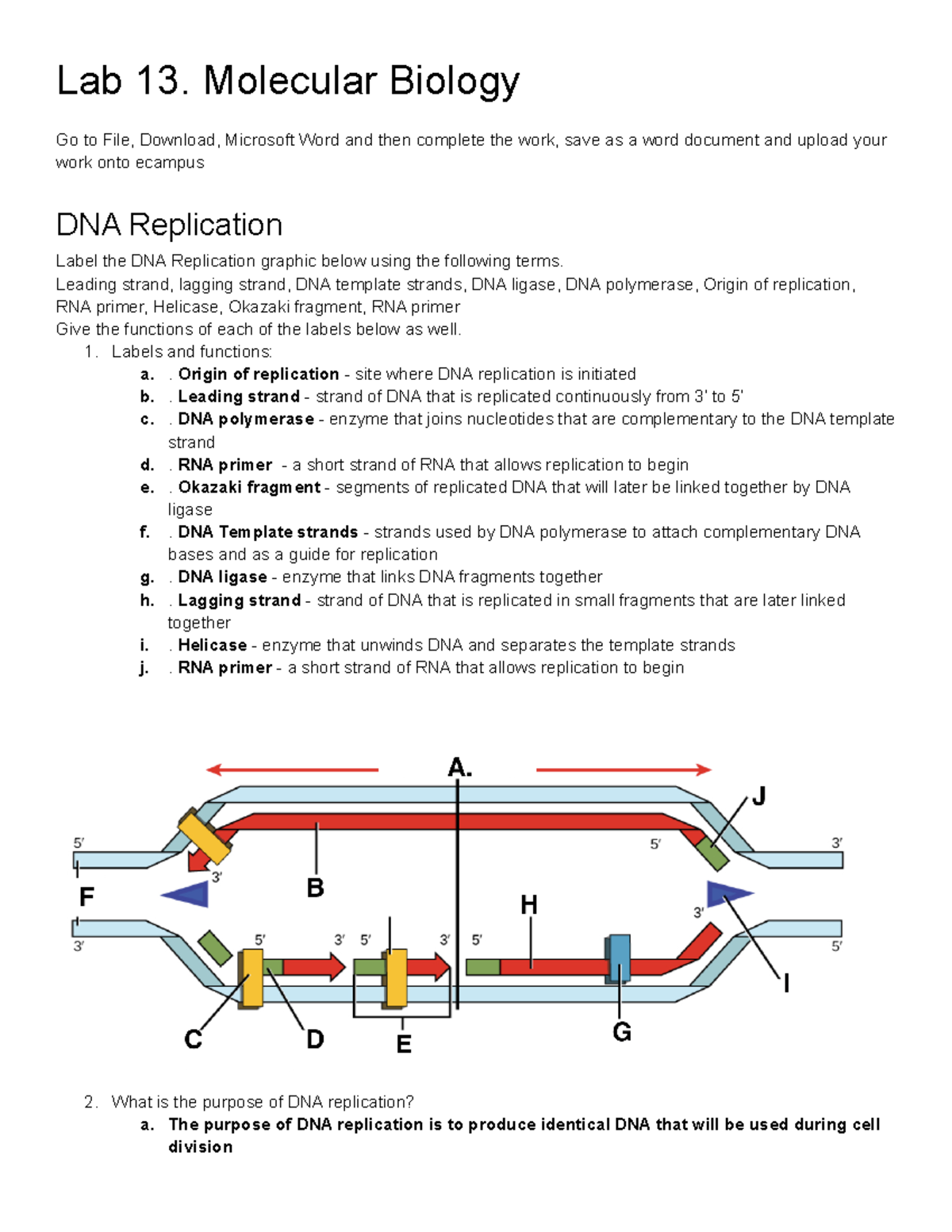 Lab 13. Molecular Biology - Lab 13. Molecular Biology Go to File ...