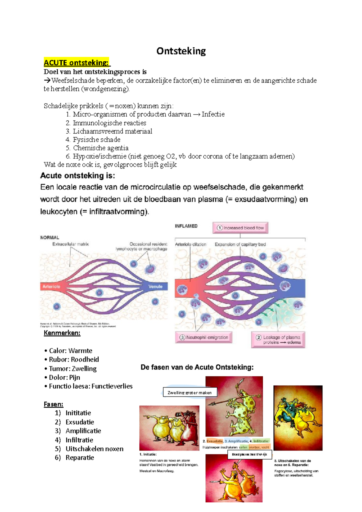 Ontsteking - Ontsteking ACUTE ontsteking: Doel van het ...
