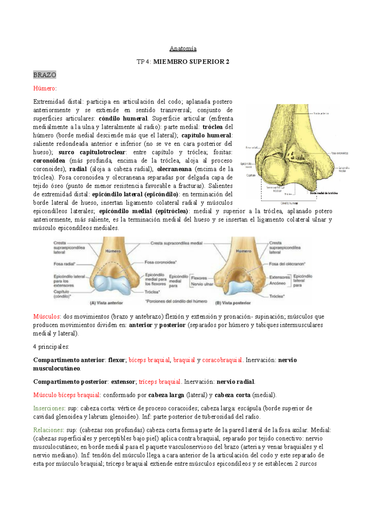 TP 4 Miembro superior 2 - Anatomía TP 4: MIEMBRO SUPERIOR 2 BRAZO ...