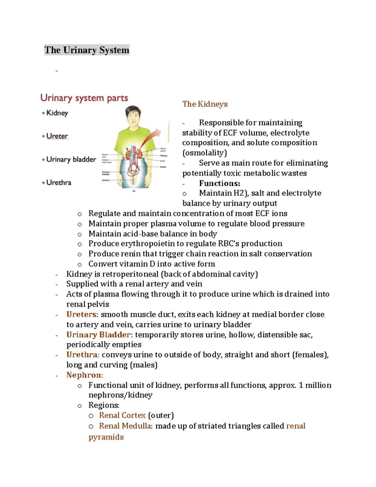 MID-2 - human physiology notes - The Urinary System - The Kidneys ...