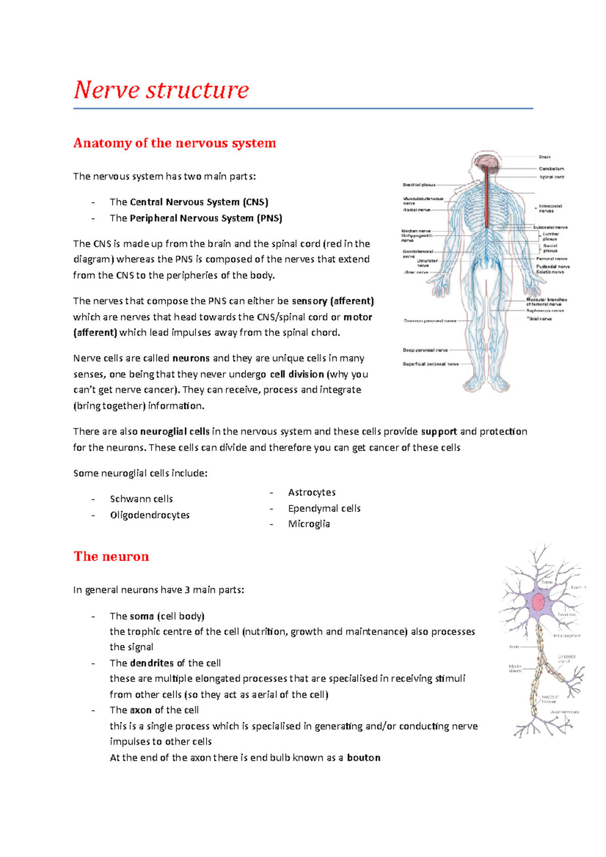 Nerve-structure - Nerve structure Anatomy of the nervous system The ...