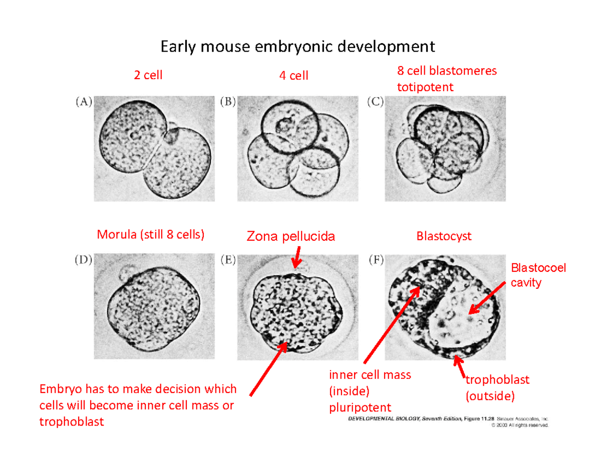 2019 Lecture 8 - Mouse Development - Warning: TT: undefined function ...