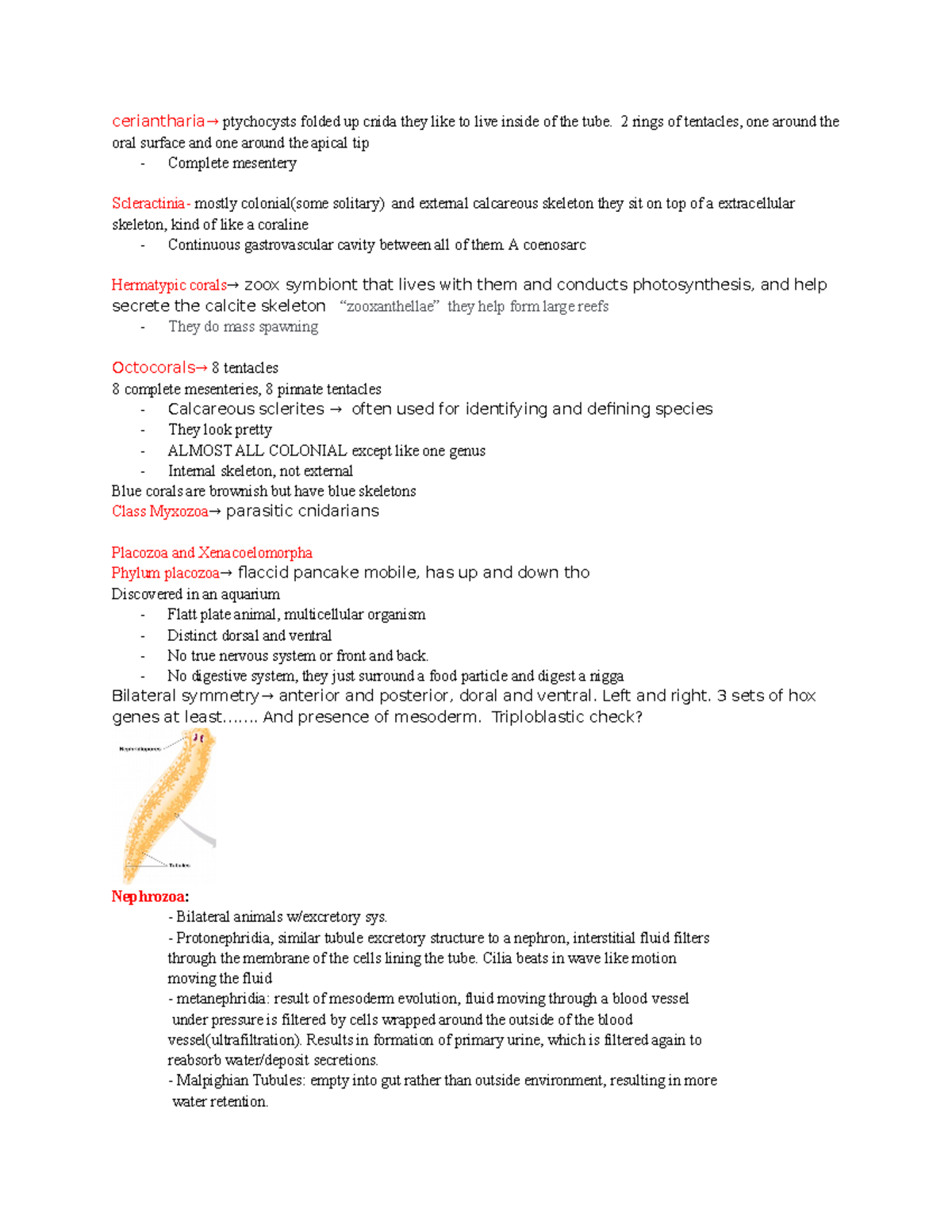 Copy of zology test 2 study guide - ceriantharia→ ptychocysts folded up ...