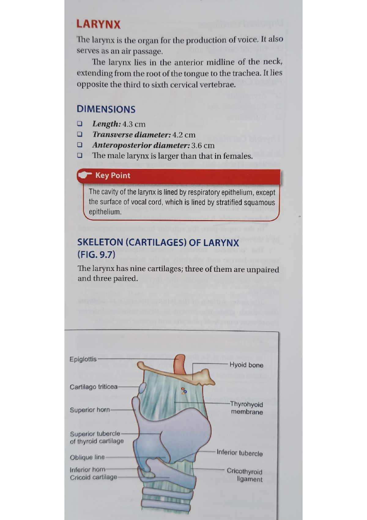 Larynx - Bsc nursing - Studocu