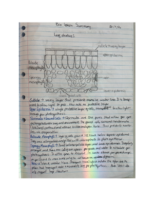 Enzymes Mind Map Biology Study Notes Prelim Temperature Temp Rate