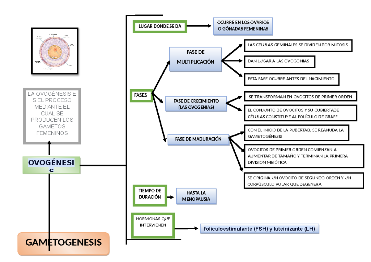 MAPA Conceptual - GAMETOGENESIS LA OVOGÉNESIS E S EL PROCESO MEDIANTE ...